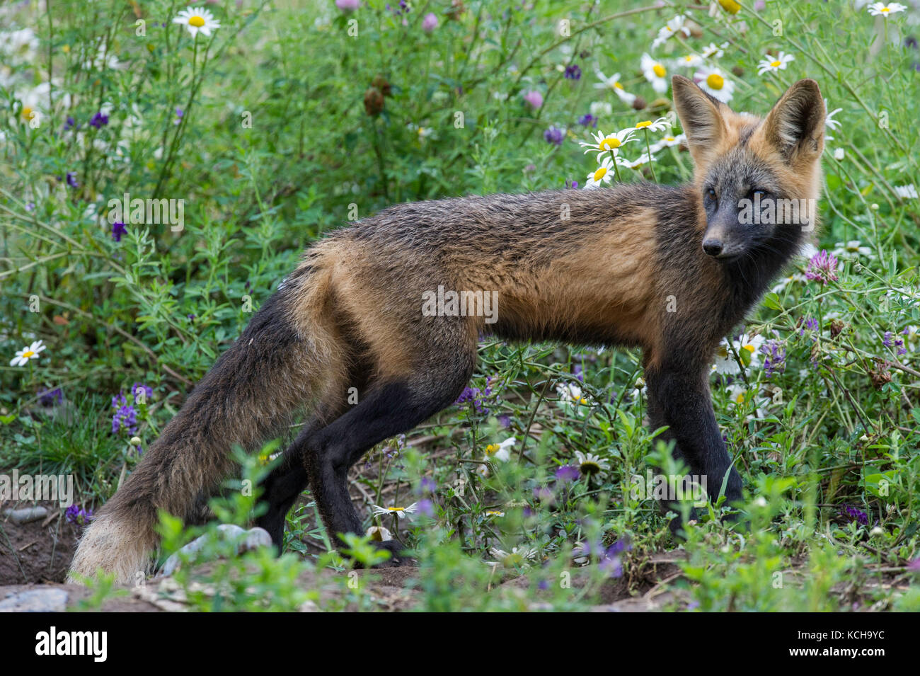 Cross fox pup outside the den Stock Photo - Alamy