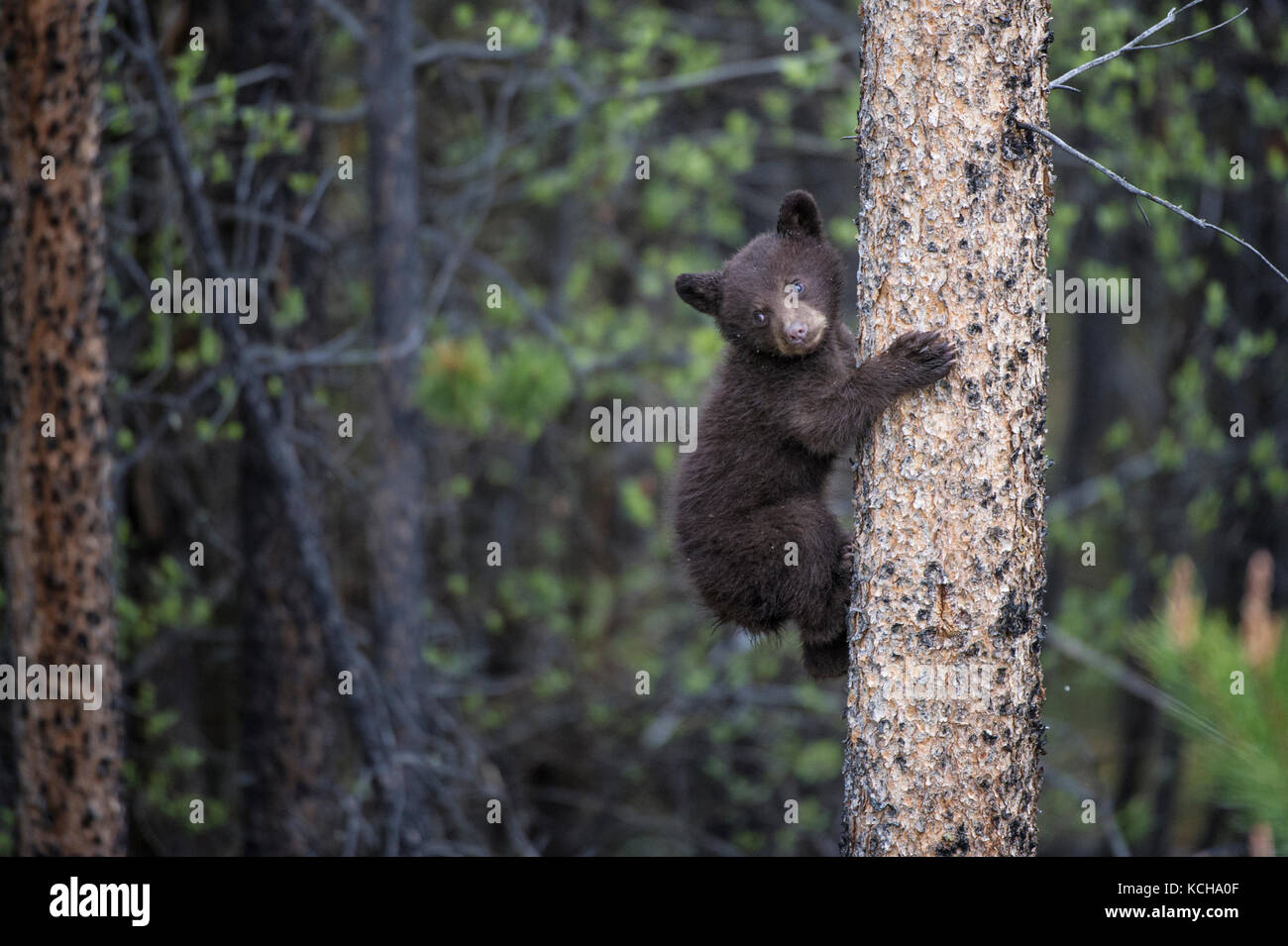 Black bear cubs tree hi-res stock photography and images - Alamy