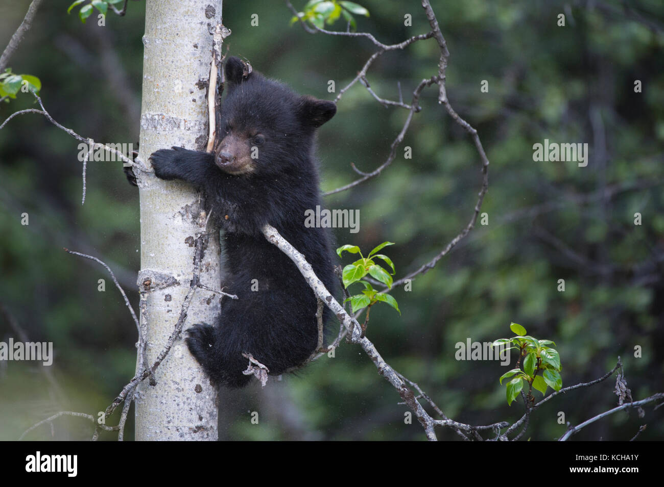 Black Bear Cub Climbing