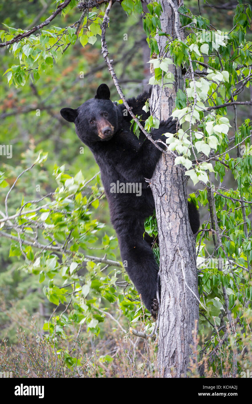 Adult female Black Bear, Ursus americanus climbing a tree in Alberta ...