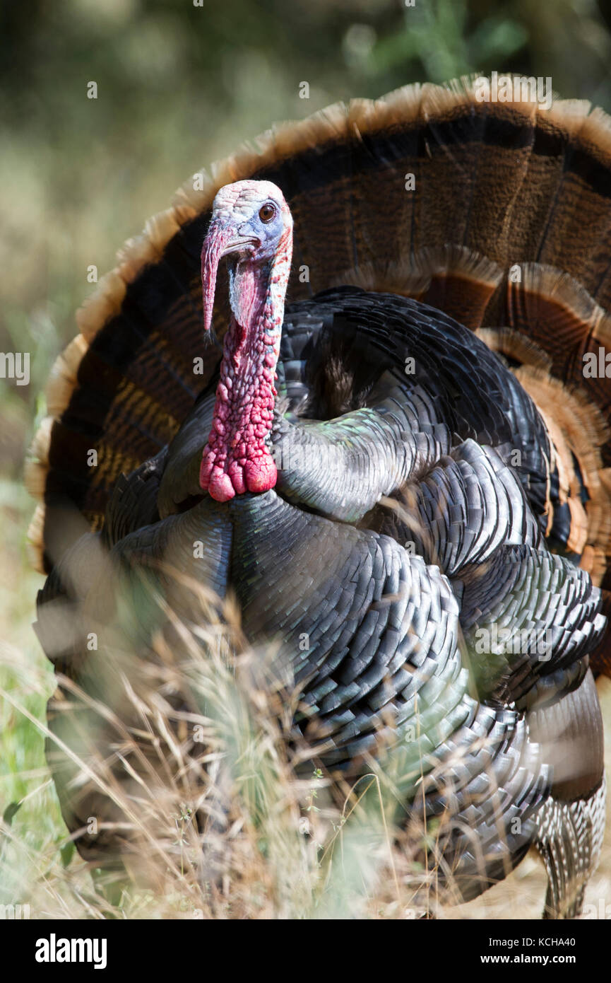 Rio Grande Turkey Meleagris Gallopavo Intermedia Central California