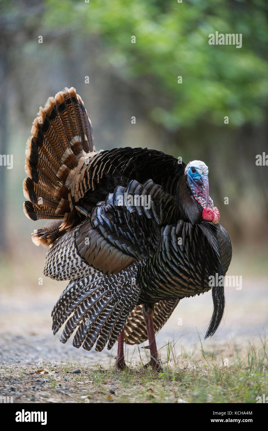 Meleagris gallopavo intermedia hi-res stock photography and images - Alamy