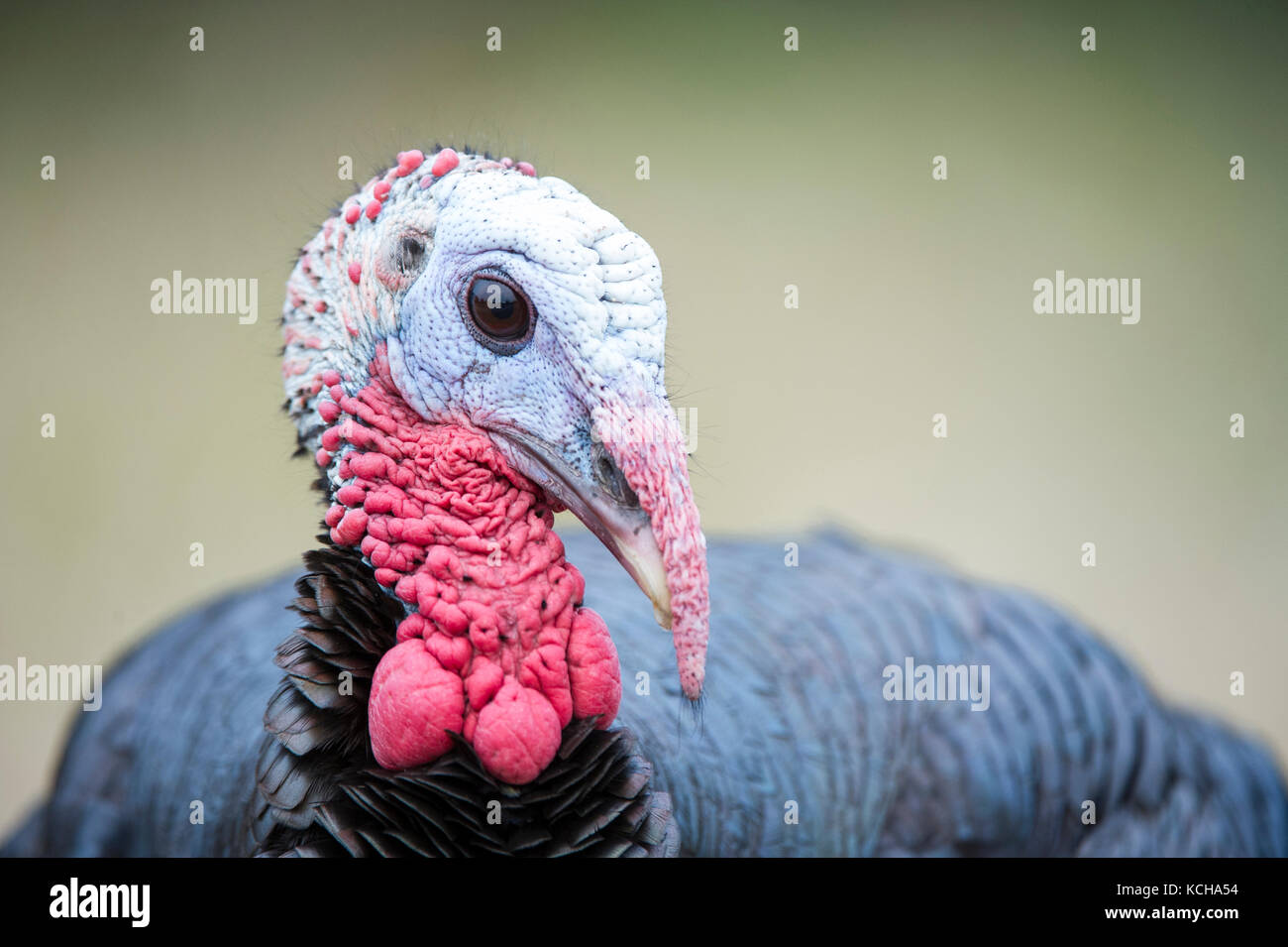 Rio Grande Turkey, Meleagris gallopavo intermedia, Central California ...