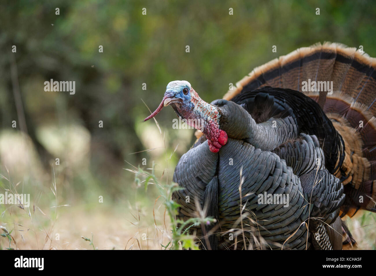 Rio Grande Turkey, Meleagris gallopavo intermedia, Central California ...