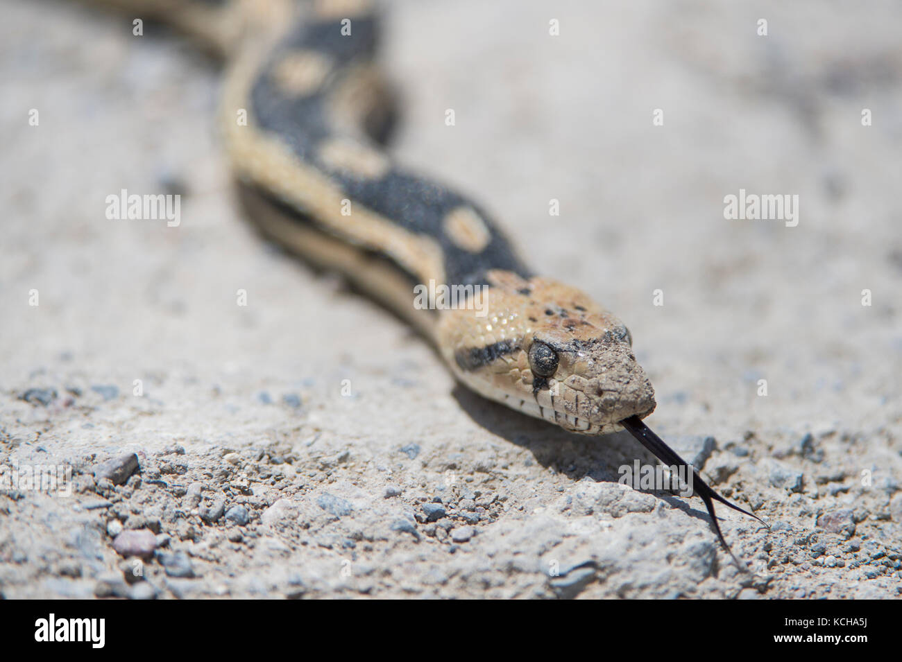 Gopher snake hi-res stock photography and images - Alamy