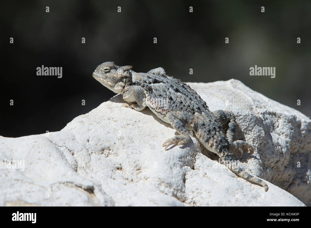 Desert Horned Lizard, Phrynosoma platyrhinos, Nevada Desert, USA Stock ...