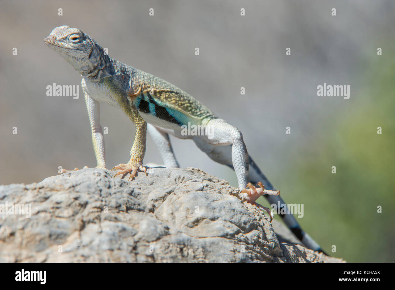 Zebra-tailed Lizard, Callisaurus draconoides in Nevada desert, USA ...