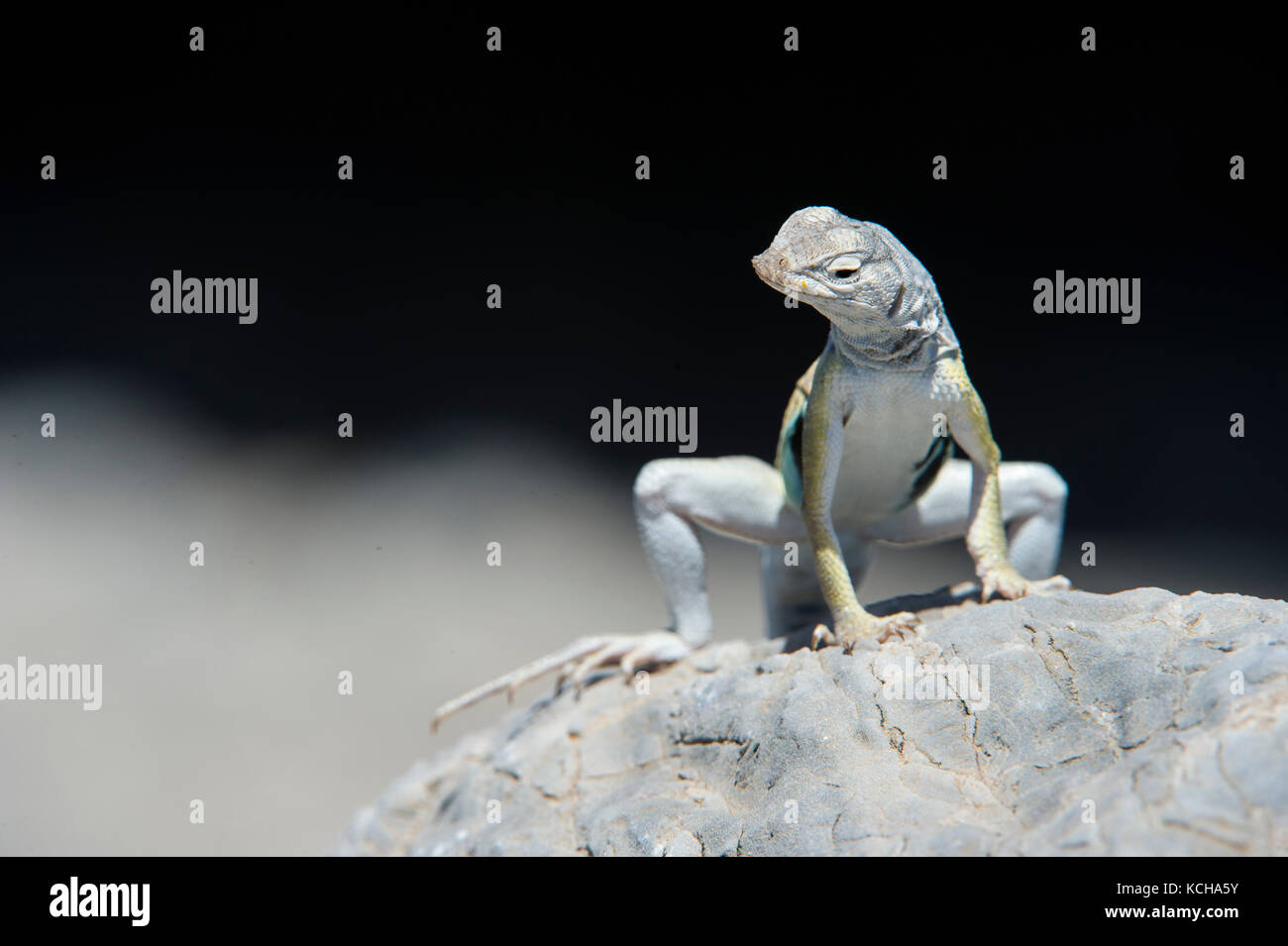 Zebra-tailed Lizard, Callisaurus draconoides in Nevada desert, USA ...