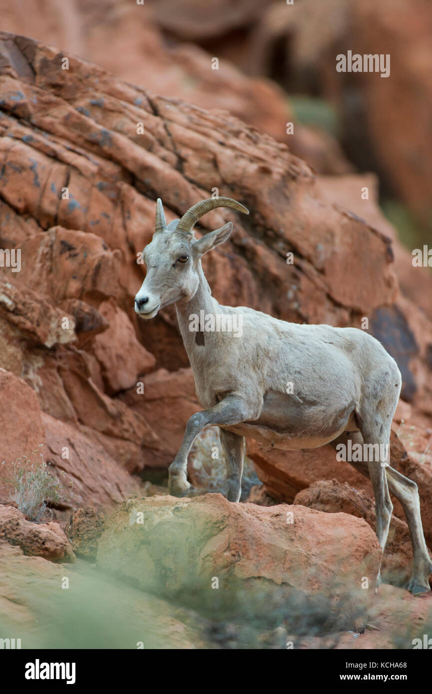 Desert Bighorn Sheep, Ovis canadensis nelsoni perch on a rocky out crop ...
