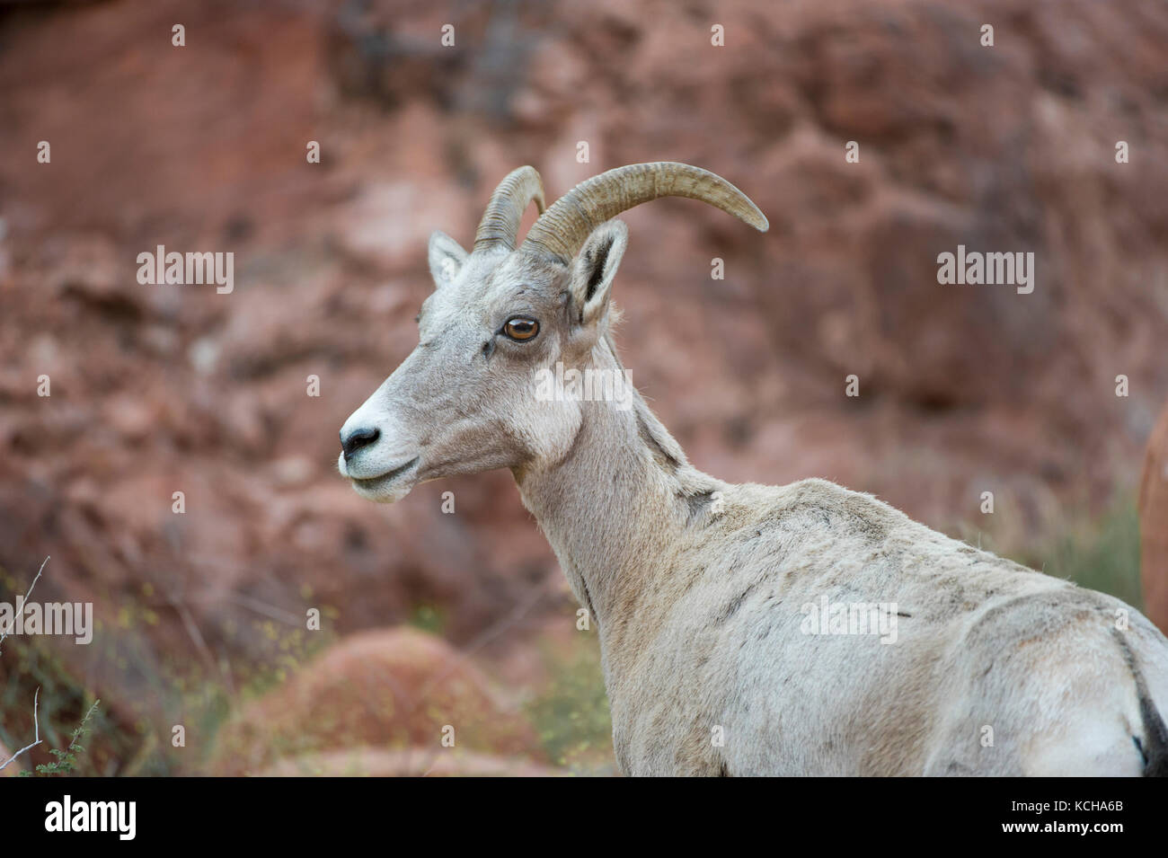 Desert Bighorn Sheep, Ovis canadensis nelsoni perch on a rocky out crop ...