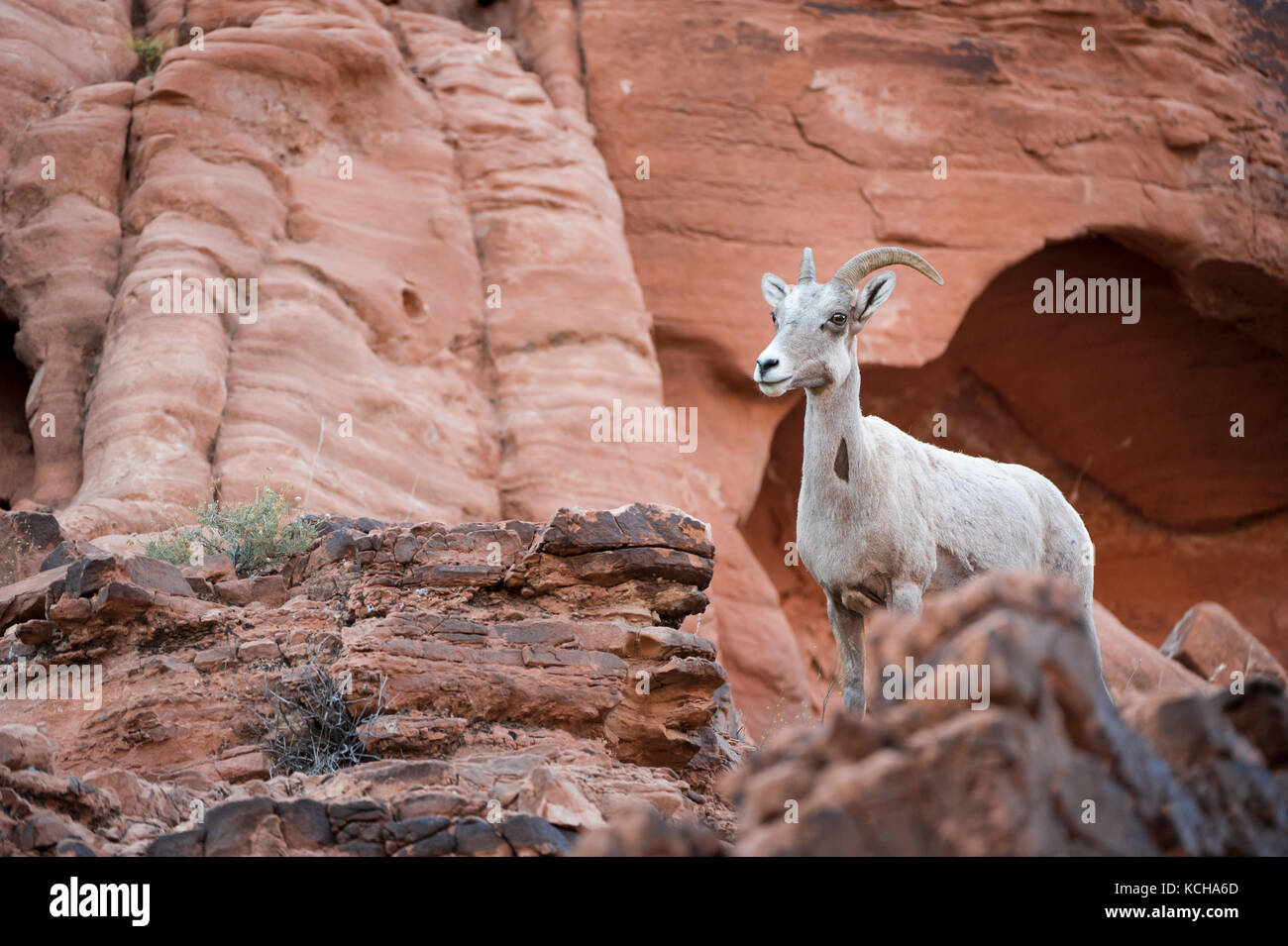 Desert Bighorn Sheep, Ovis canadensis nelsoni perch on a rocky out crop ...