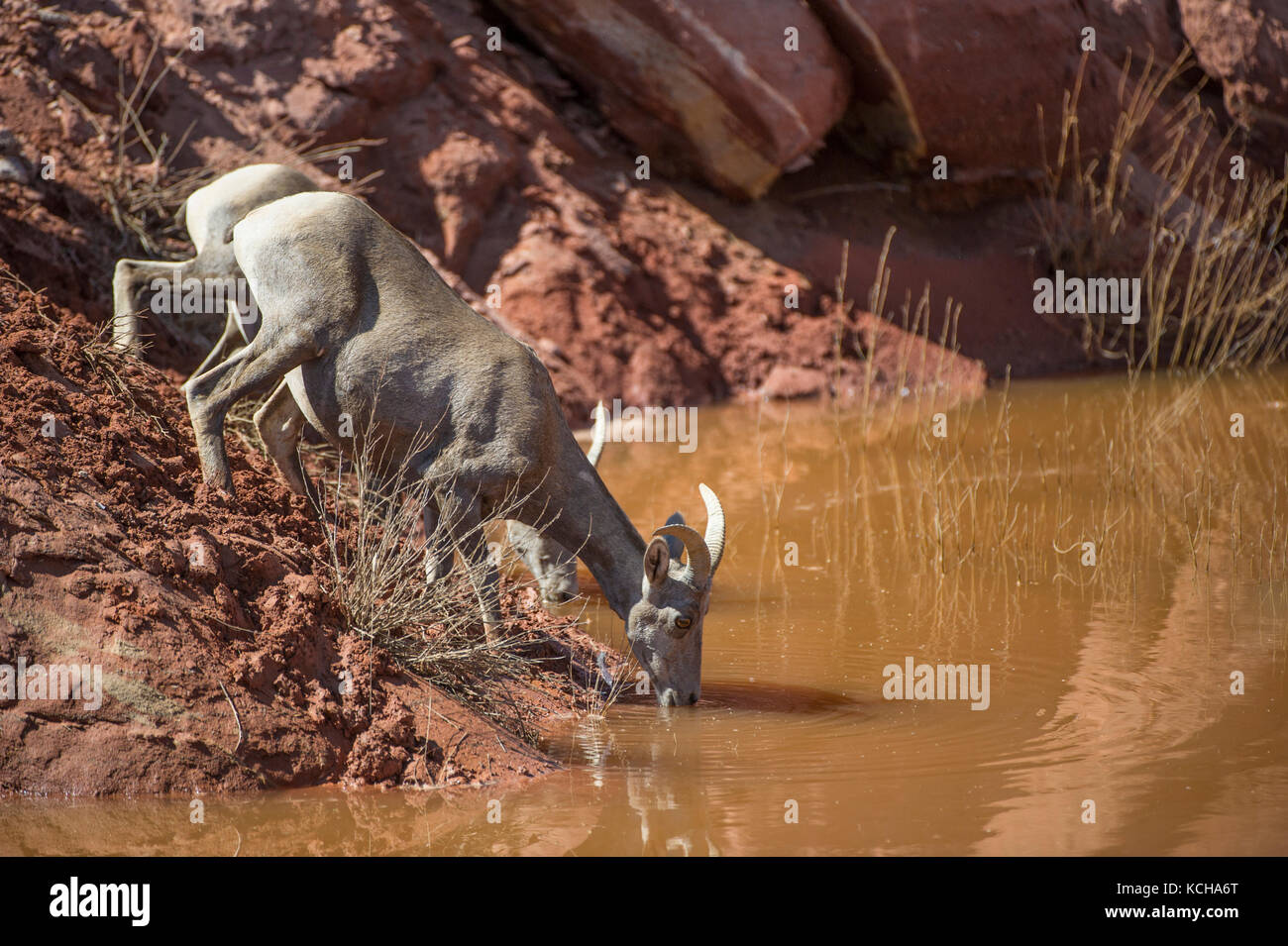 Desert Bighorn Sheep, Ovis canadensis nelsoni drinking out a pond is ...