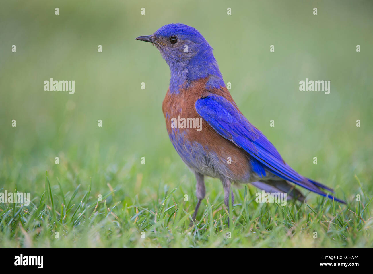 Western Bluebird, Sialia mexicana, Southern Utah, USA Stock Photo - Alamy
