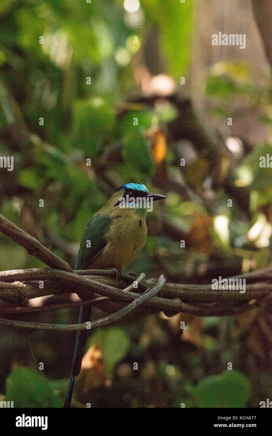 Blue crowned motmot bird hi-res stock photography and images - Alamy