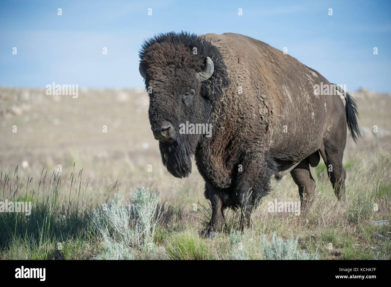 Bison, bison bison , Alberta, Canada Stock Photo - Alamy