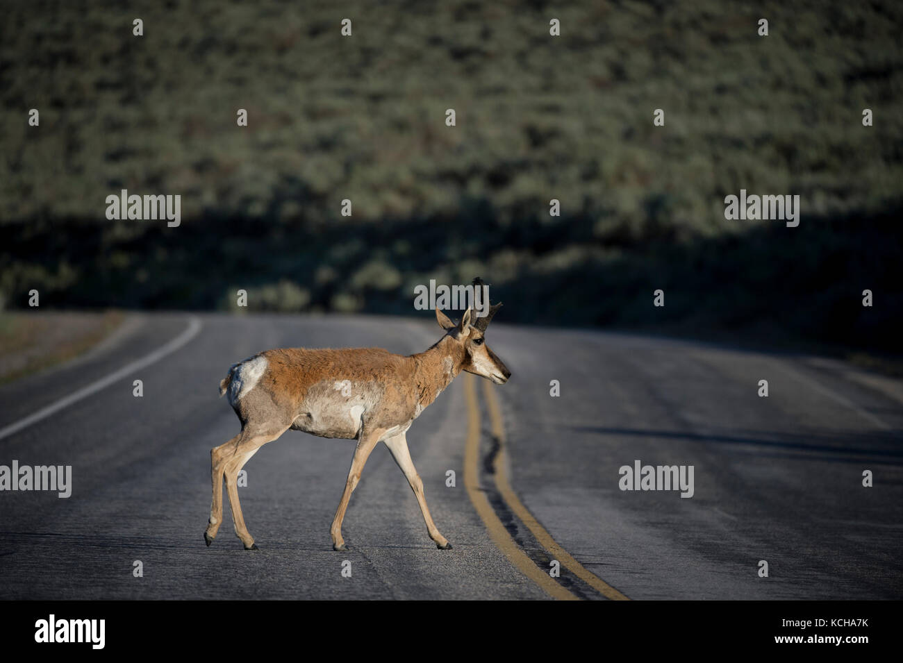 Pronghorn Antelope, Antilocapra americana, crossing the road Central ...