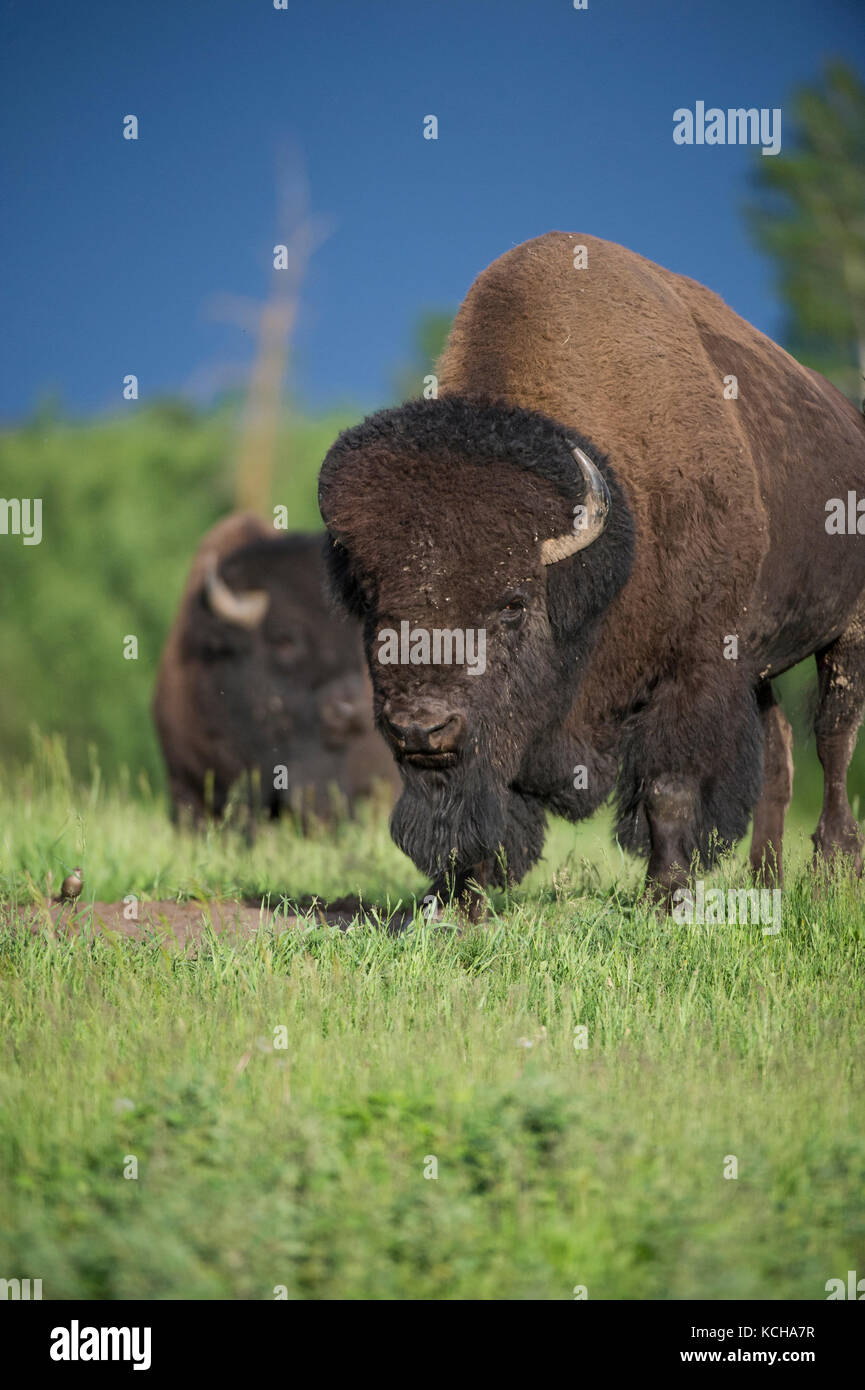 Bison, bison bison , Alberta, Canada Stock Photo - Alamy