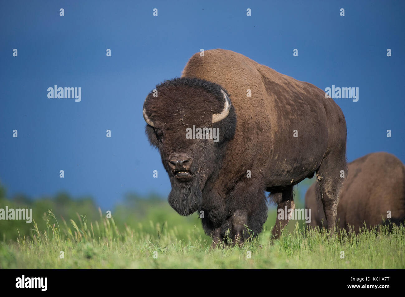 Bison, bison bison , Alberta, Canada Stock Photo - Alamy