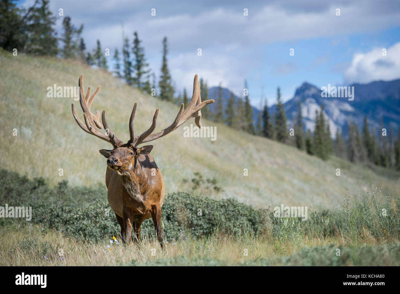 Rocky Mountain Elk Cervus, canadensis nelsoni, Canadian Rockies Stock ...
