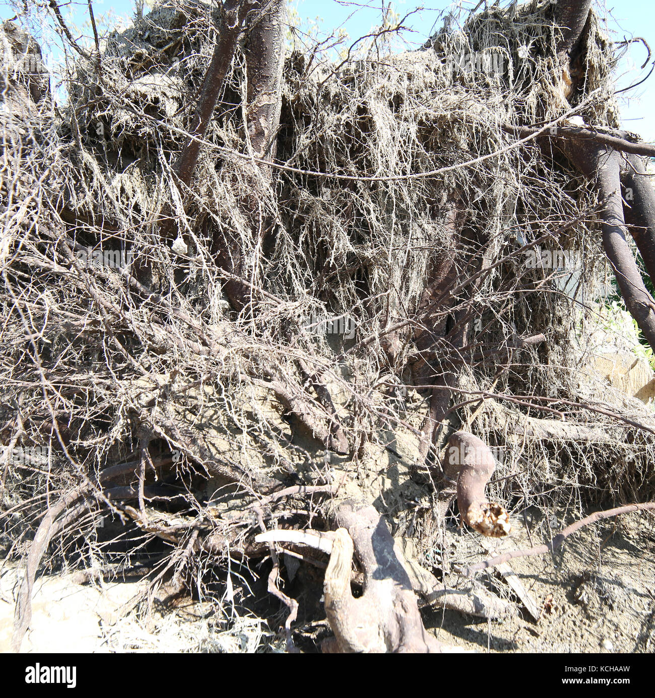 roots of a wind-rooted tree after the hurricane on the sandy ground ...