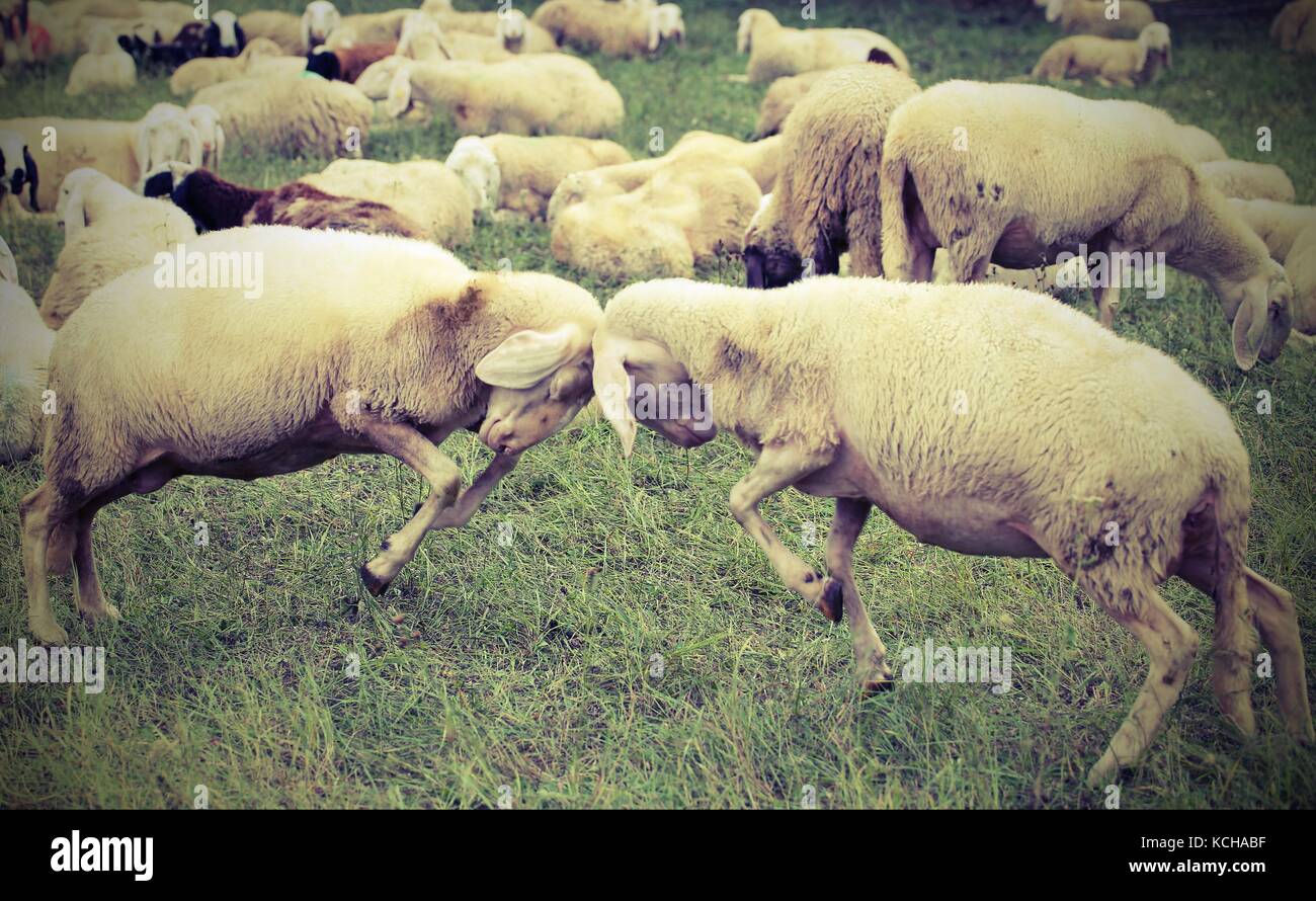 Headlong hi-res stock photography and images - Alamy