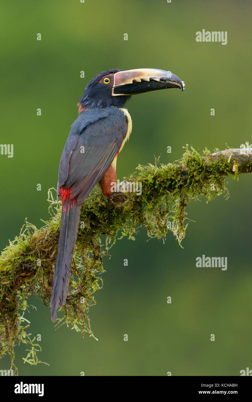 Collared Aracari (Pteroglossus torquatus) - at Laguna Lagarto Lodge ...