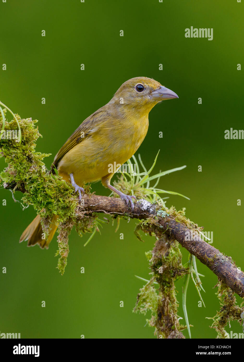 Female summer tanager hi-res stock photography and images - Alamy