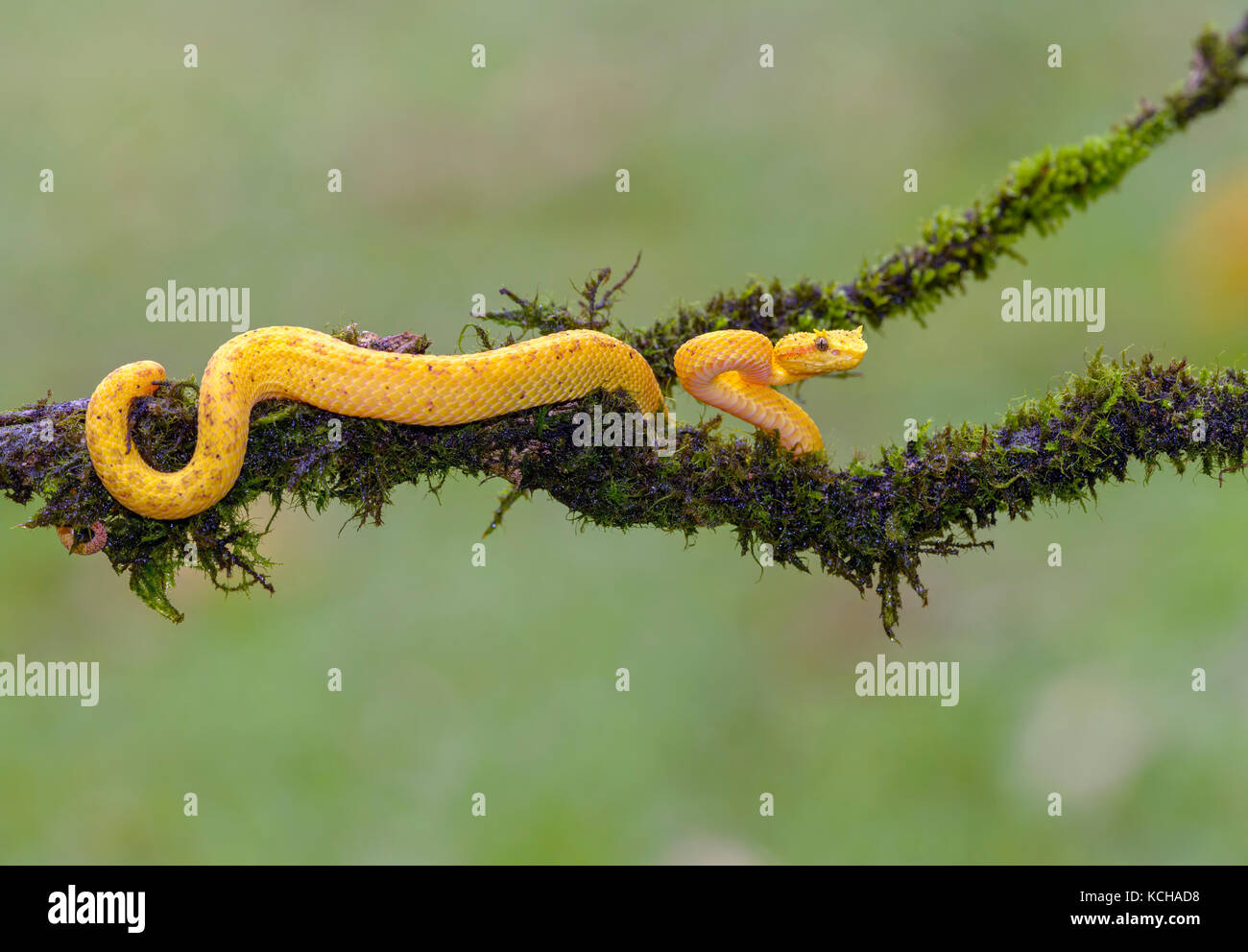Yellow eyelash pit viper, Bothriechis schlegelii, Costa Rica Stock ...