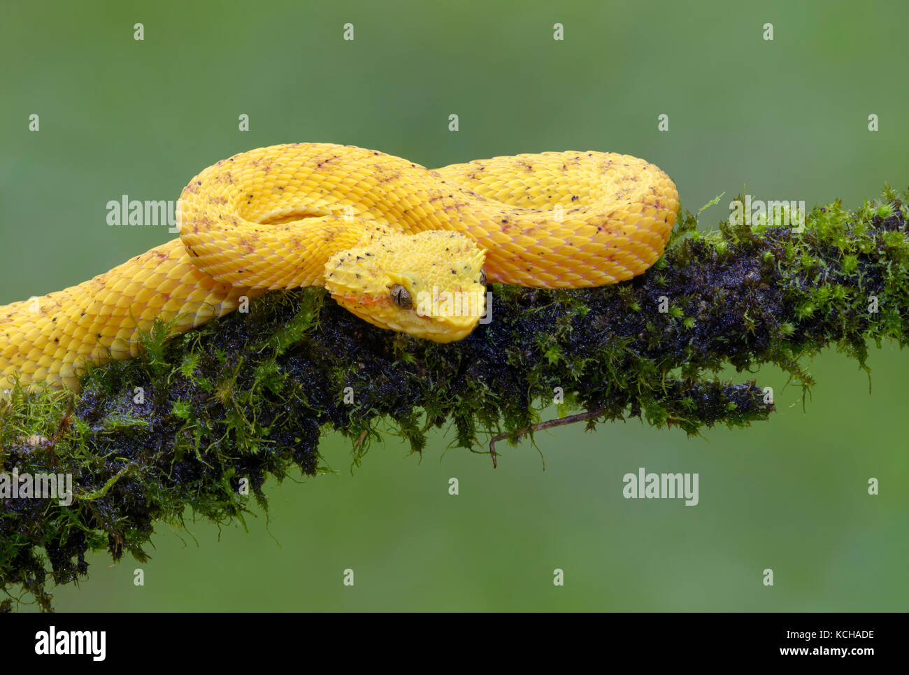 Yellow eyelash pit viper, Bothriechis schlegelii, Costa Rica Stock ...