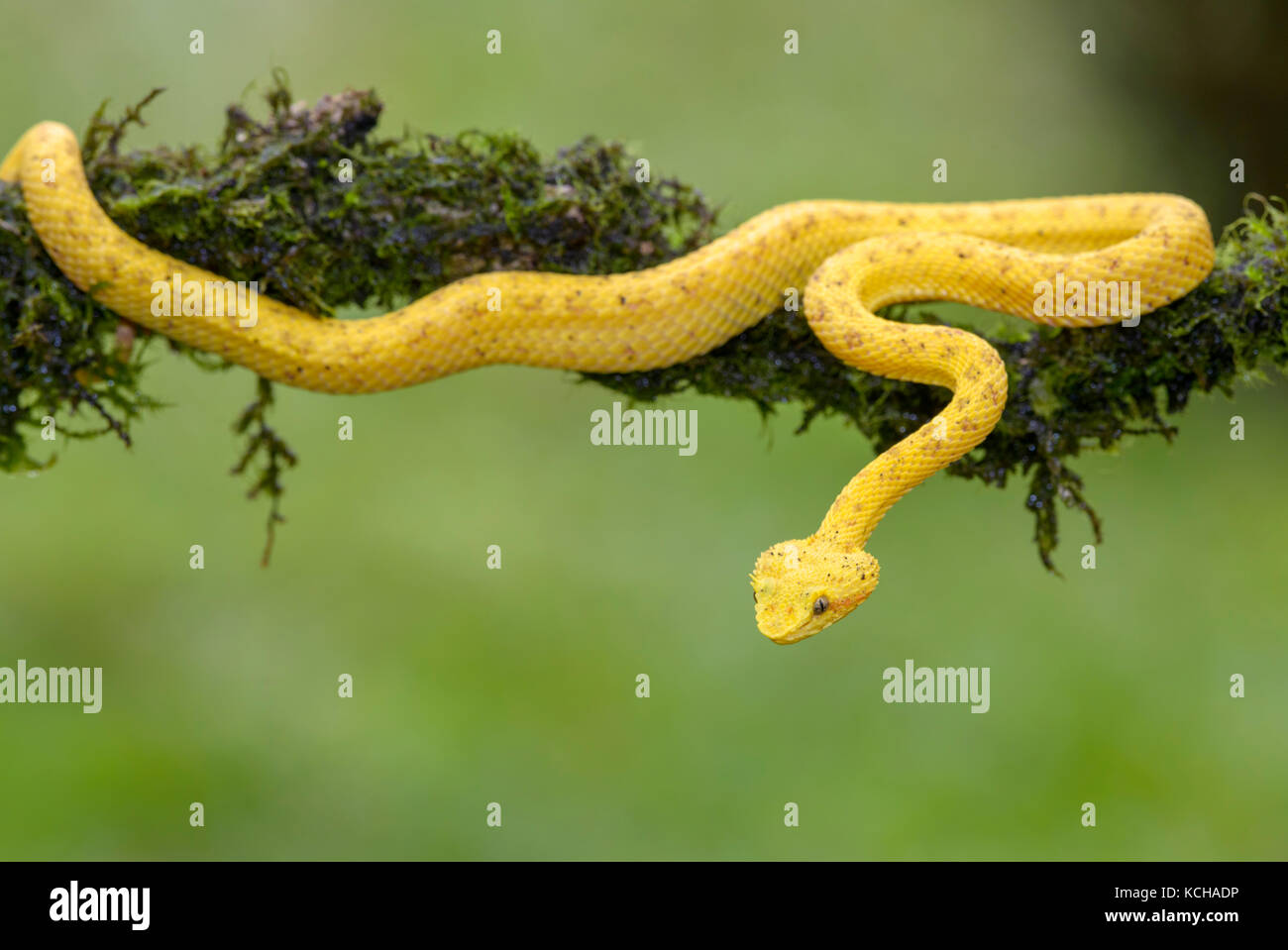 Yellow eyelash pit viper, Bothriechis schlegelii, Costa Rica Stock ...
