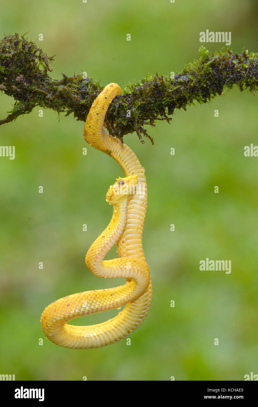 Yellow eyelash pit viper, Bothriechis schlegelii, Costa Rica Stock ...
