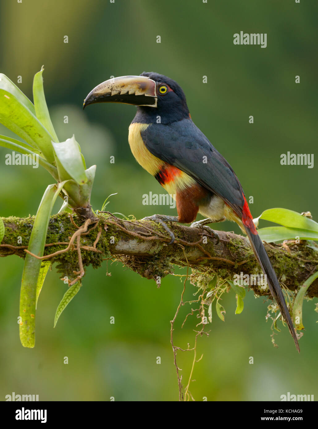 Pteroglossus torquatus hi-res stock photography and images - Alamy