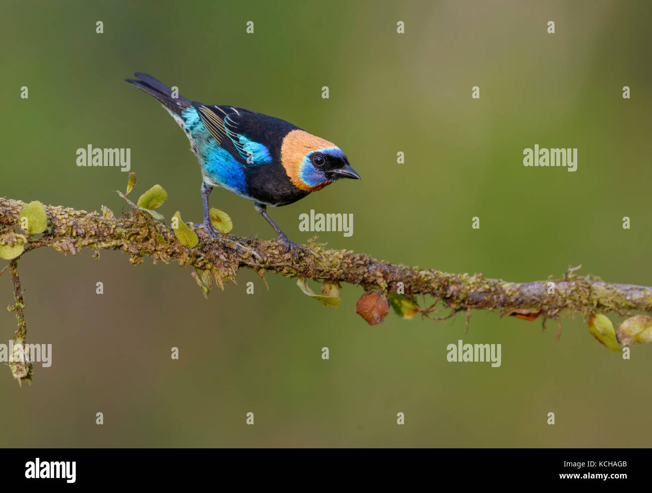 Golden hooded tanager tangara larvata at laguna lagarto lodge hi-res ...
