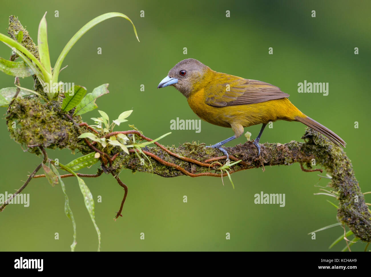 Passerini tanager animal hi-res stock photography and images - Alamy