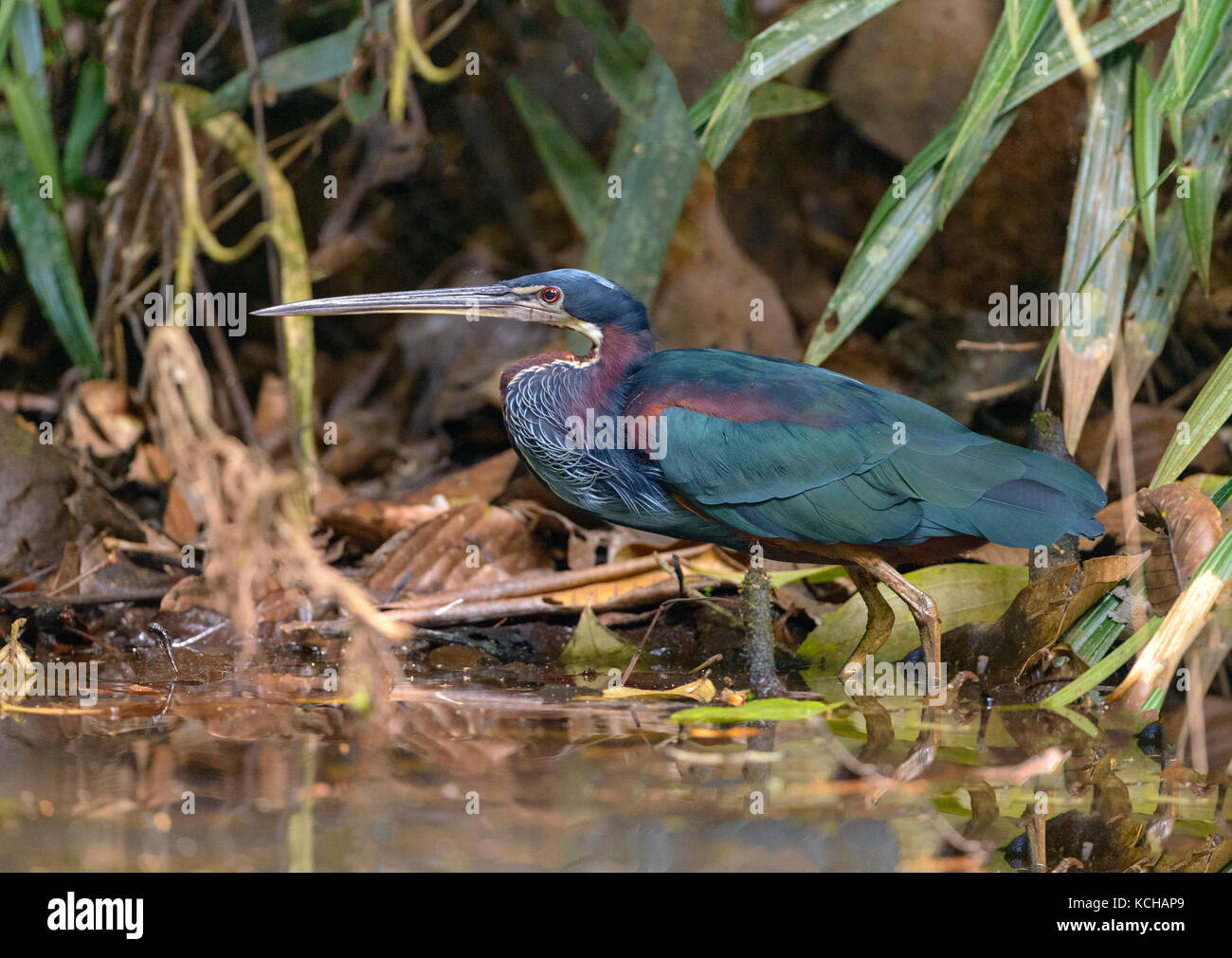 Agami Heron (Agamia agami) - Laguna Lagarto Lodge near Boca Tapada ...