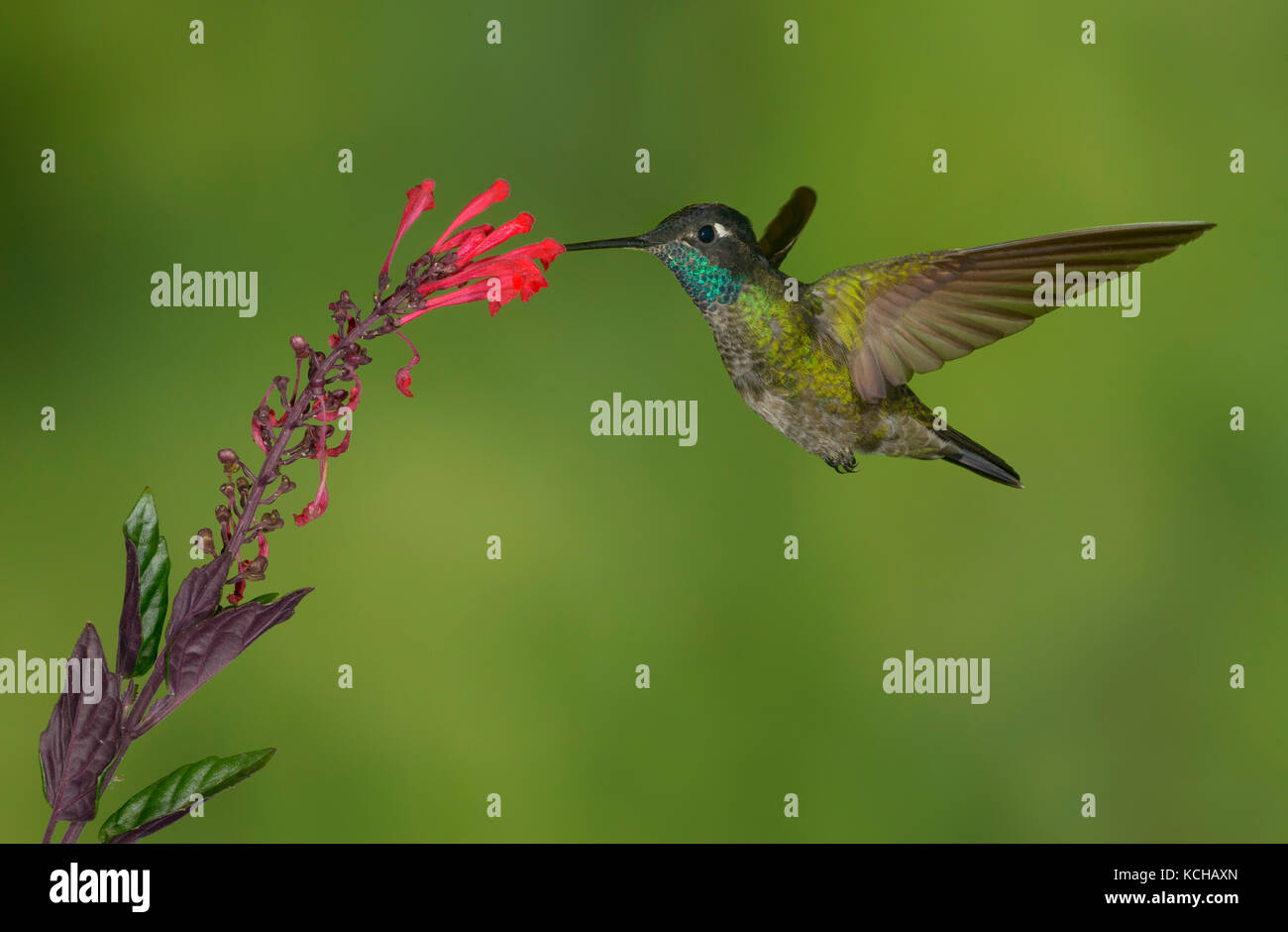 Magnificent Hummingbird (Eugenes fulgens) - San Gerrardo de Dota, Costa ...
