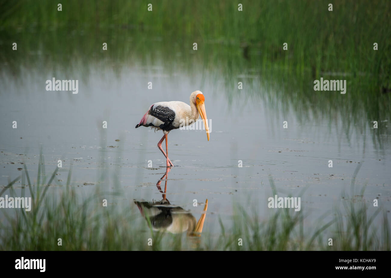Painted Stork bird in a shallow water stream in the morning Stock Photo ...