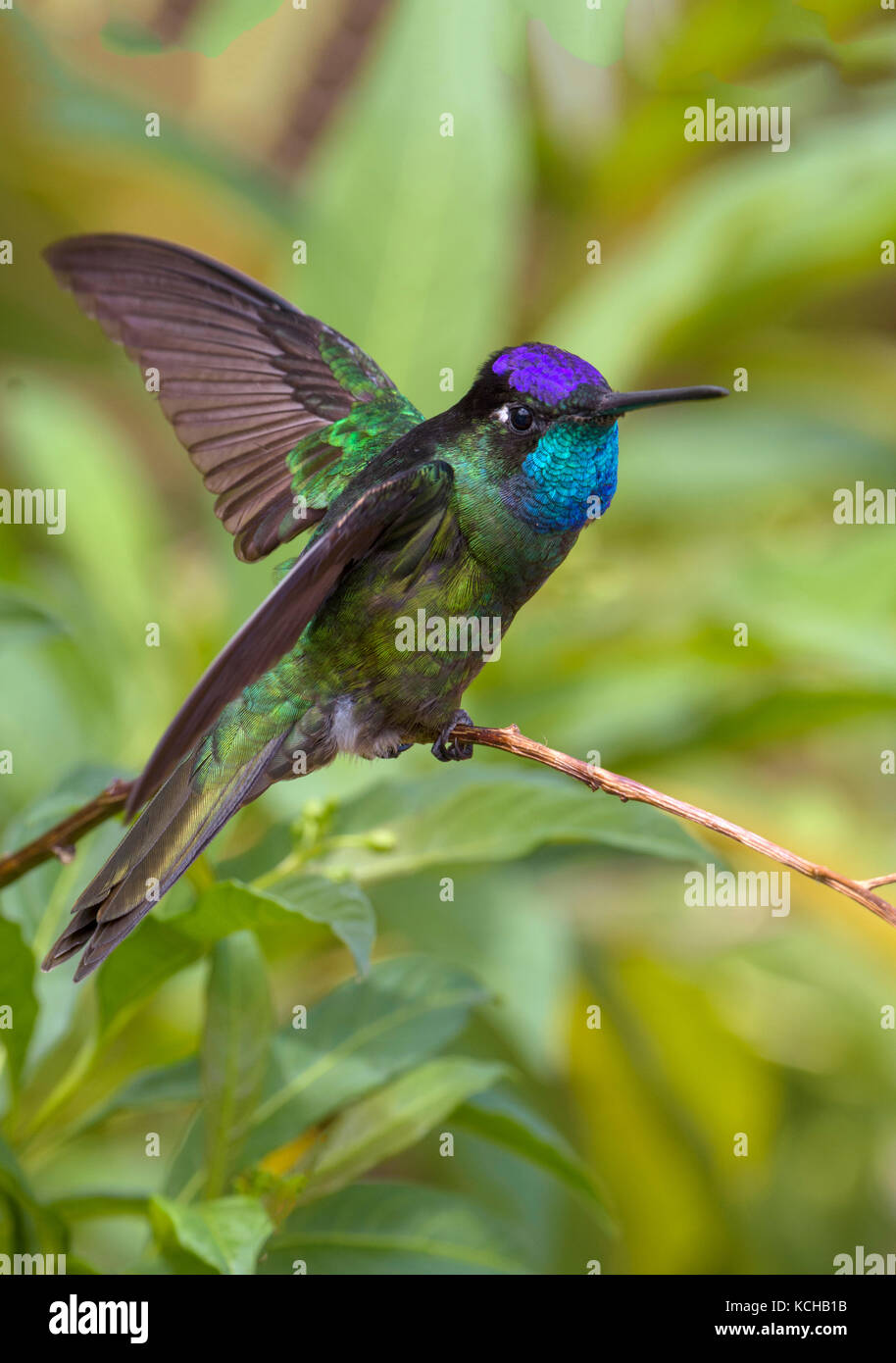 Magnificent Hummingbird (Eugenes fulgens) - San Gerrardo de Dota, Costa ...