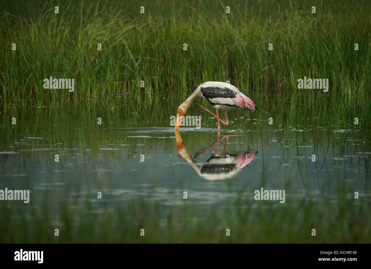 Stork looking for fish hi-res stock photography and images - Alamy