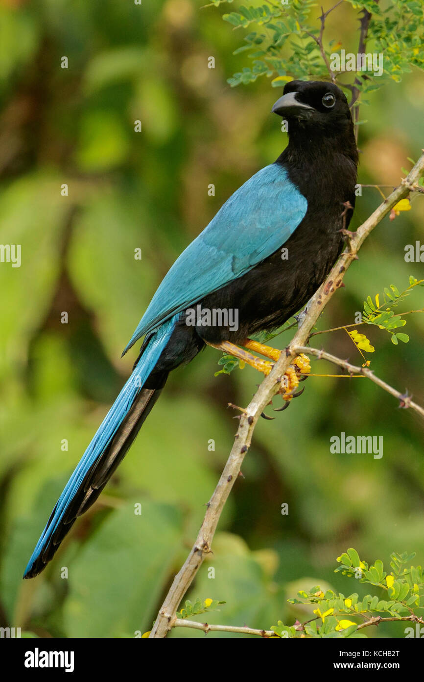 Yucatan jay cyanocorax yucatanicus hi-res stock photography and images ...