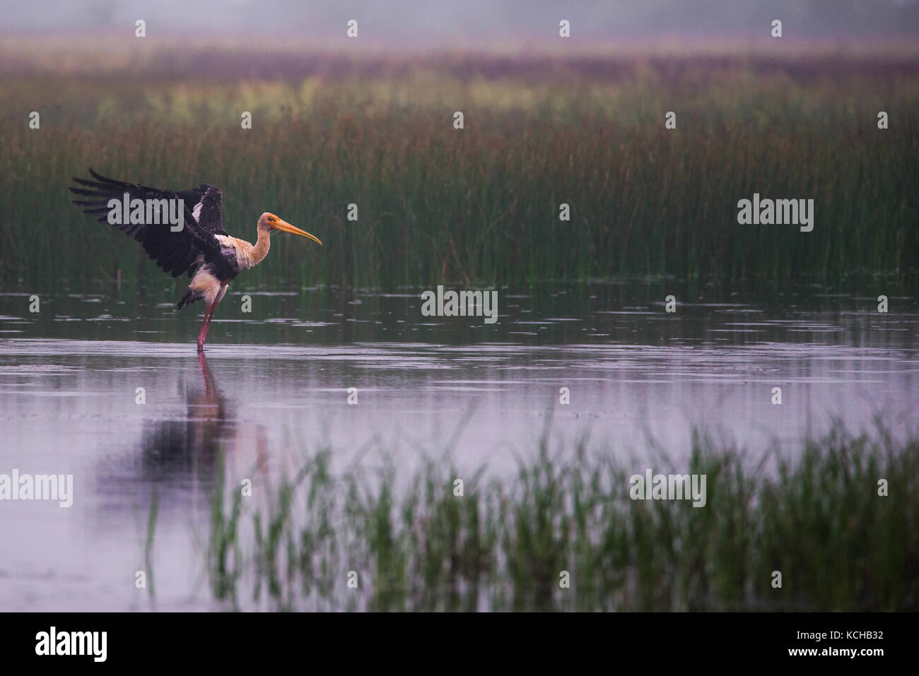 A painted stork bird stretching its wings before take off Stock Photo ...