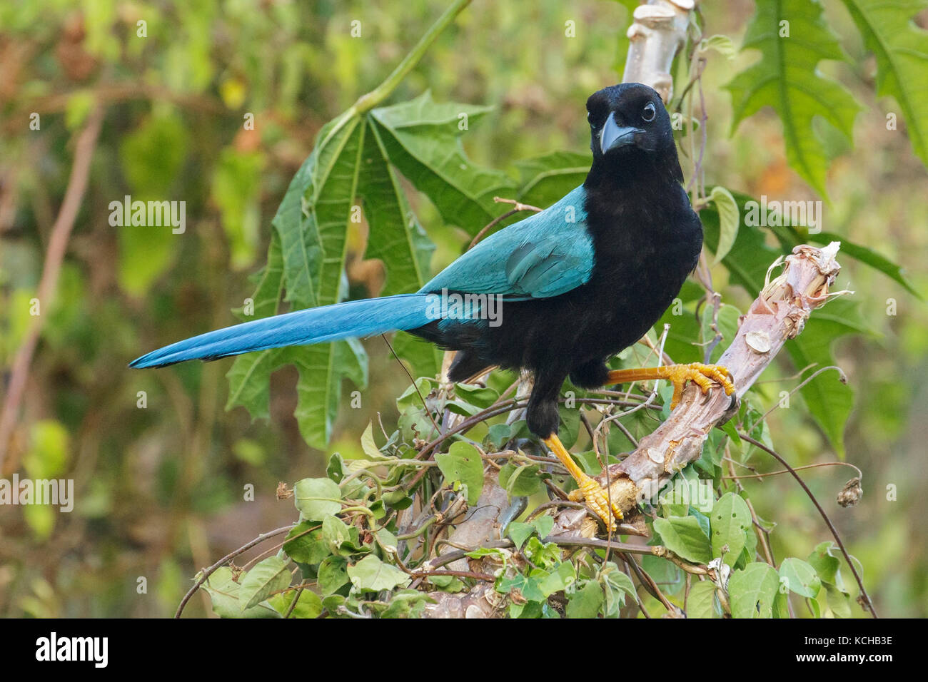 Yucatan jay bird hi-res stock photography and images - Alamy