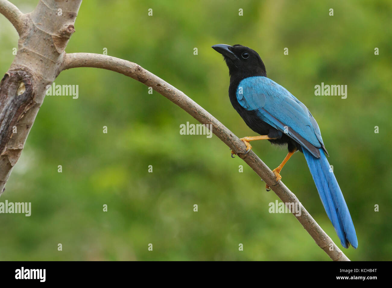 Cyanocorax yucatanicus hi-res stock photography and images - Alamy