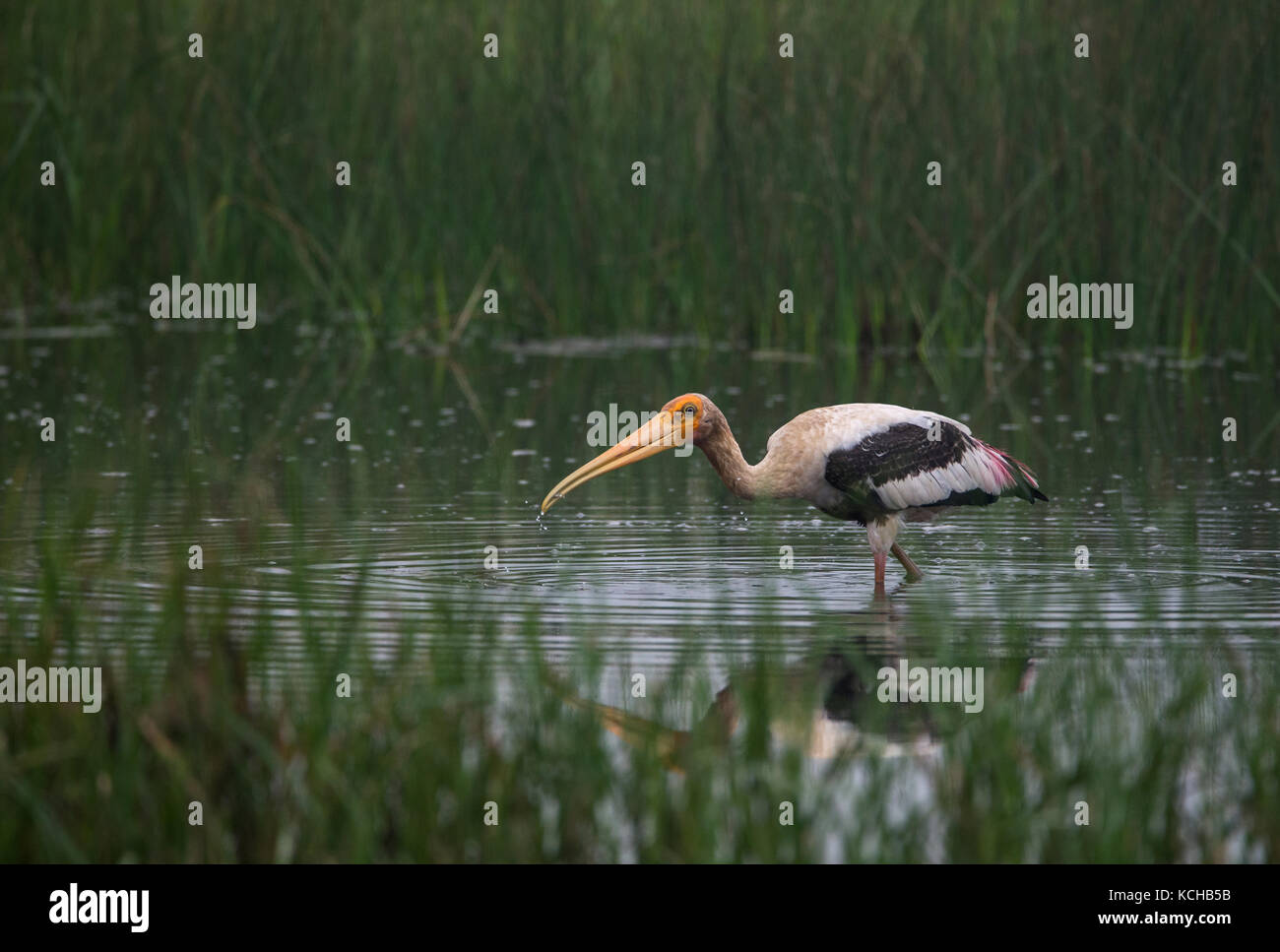 Painted Stork bird with a small fish it just caught from the water ...