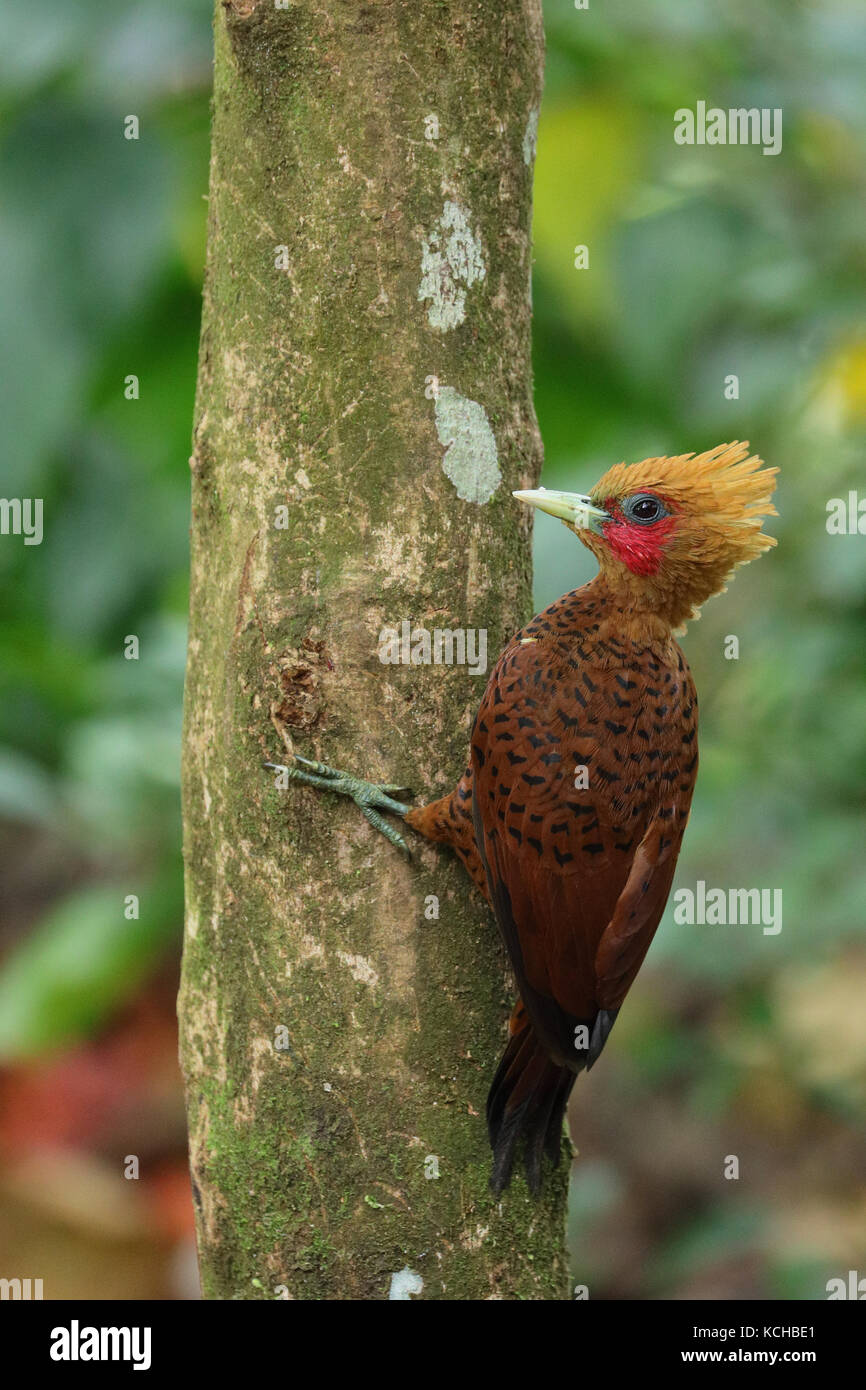 Chestnut woodpeckers hi-res stock photography and images - Alamy