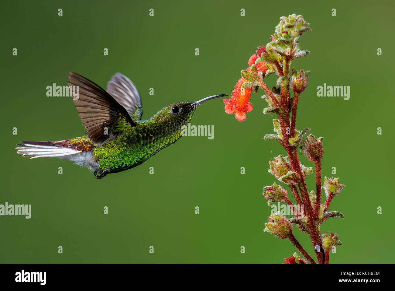 Coppery-headed Emerald (Elvira cupreiceps) flying and feeding at a ...