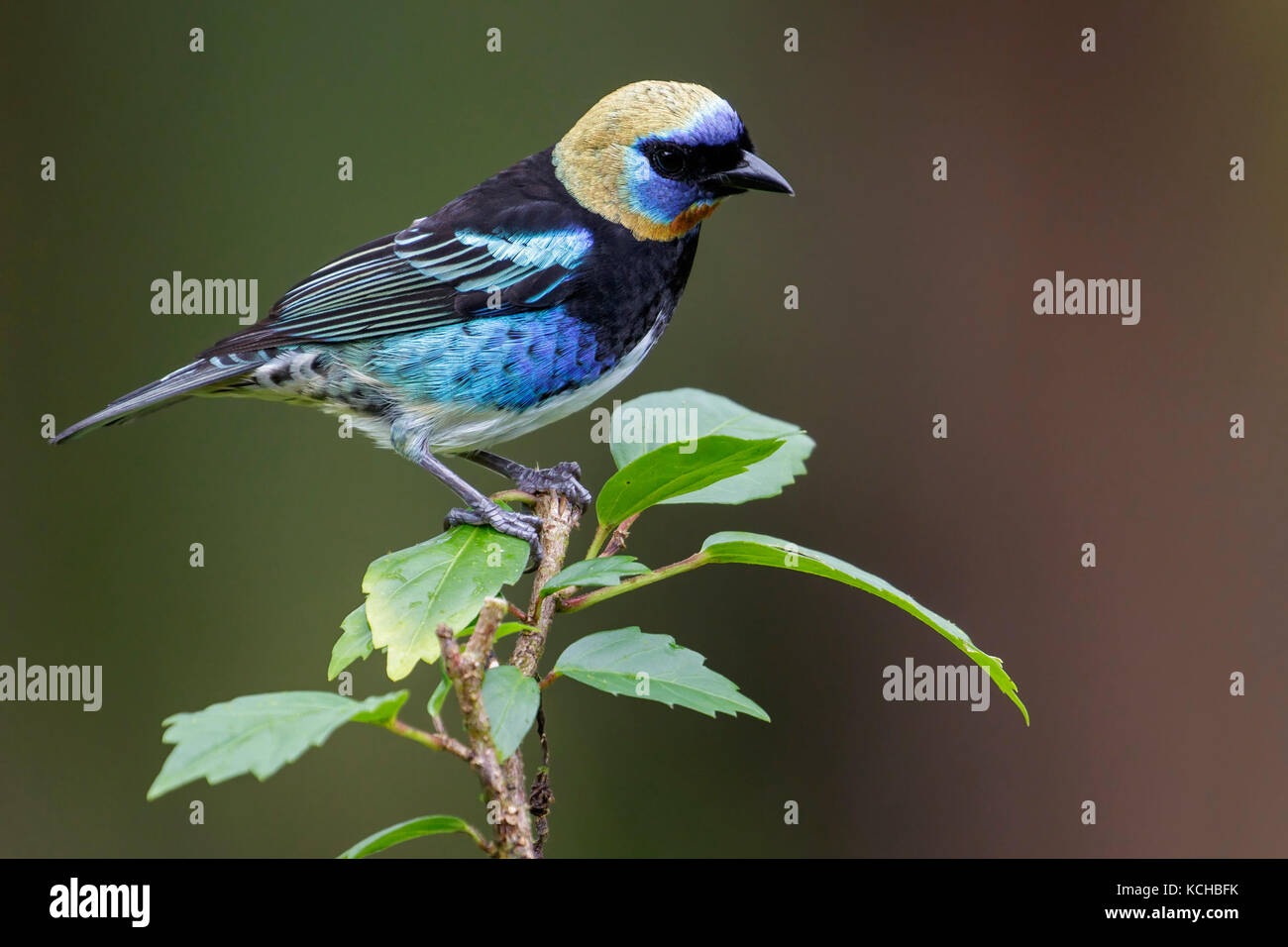 Tanagara larvata hi-res stock photography and images - Alamy