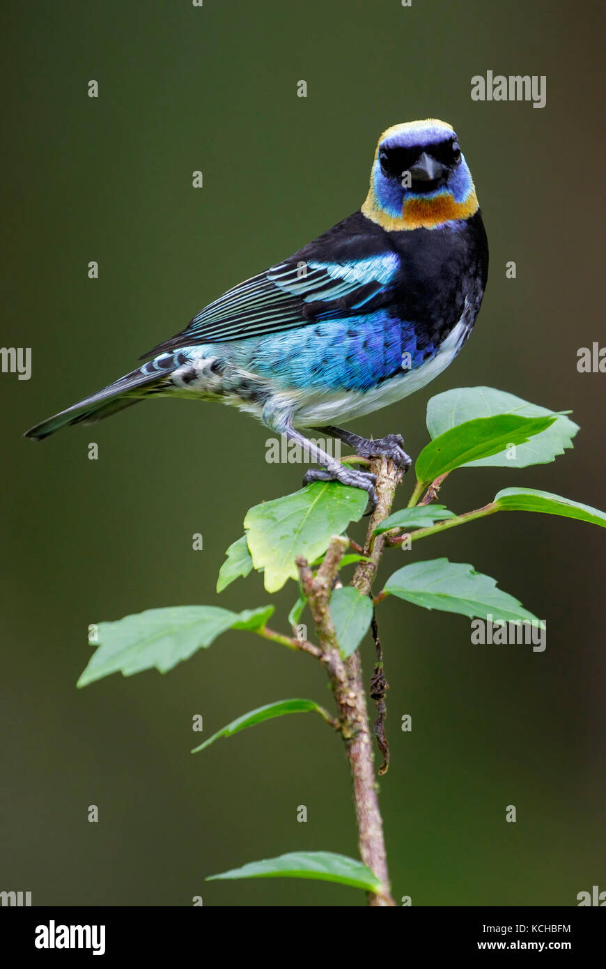Golden-hooded Tanager (Tanagara larvata) perched on a branch in Costa ...