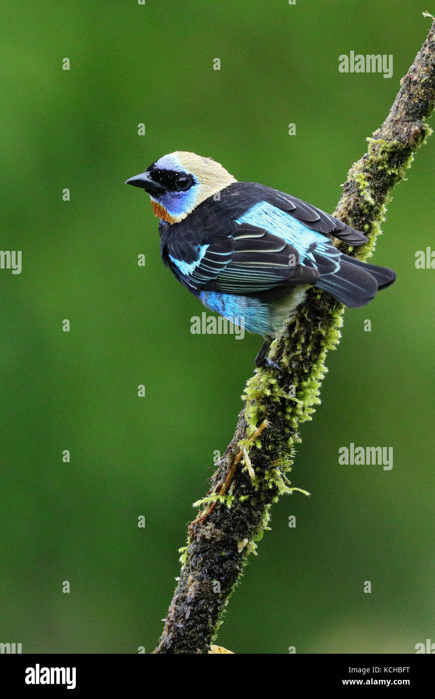 Tanagara larvata hi-res stock photography and images - Alamy