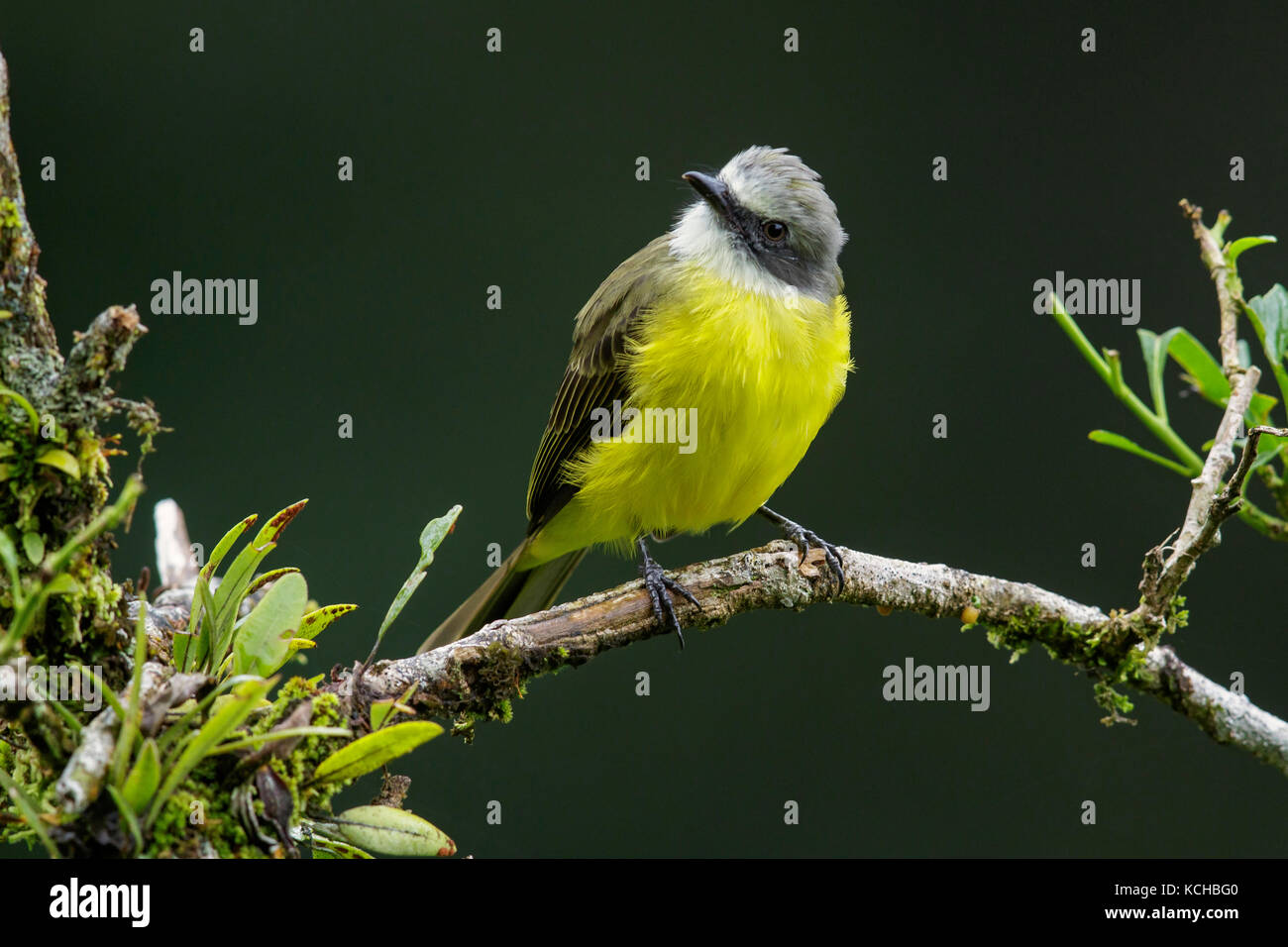 Gray capped flycatcher hi-res stock photography and images - Alamy